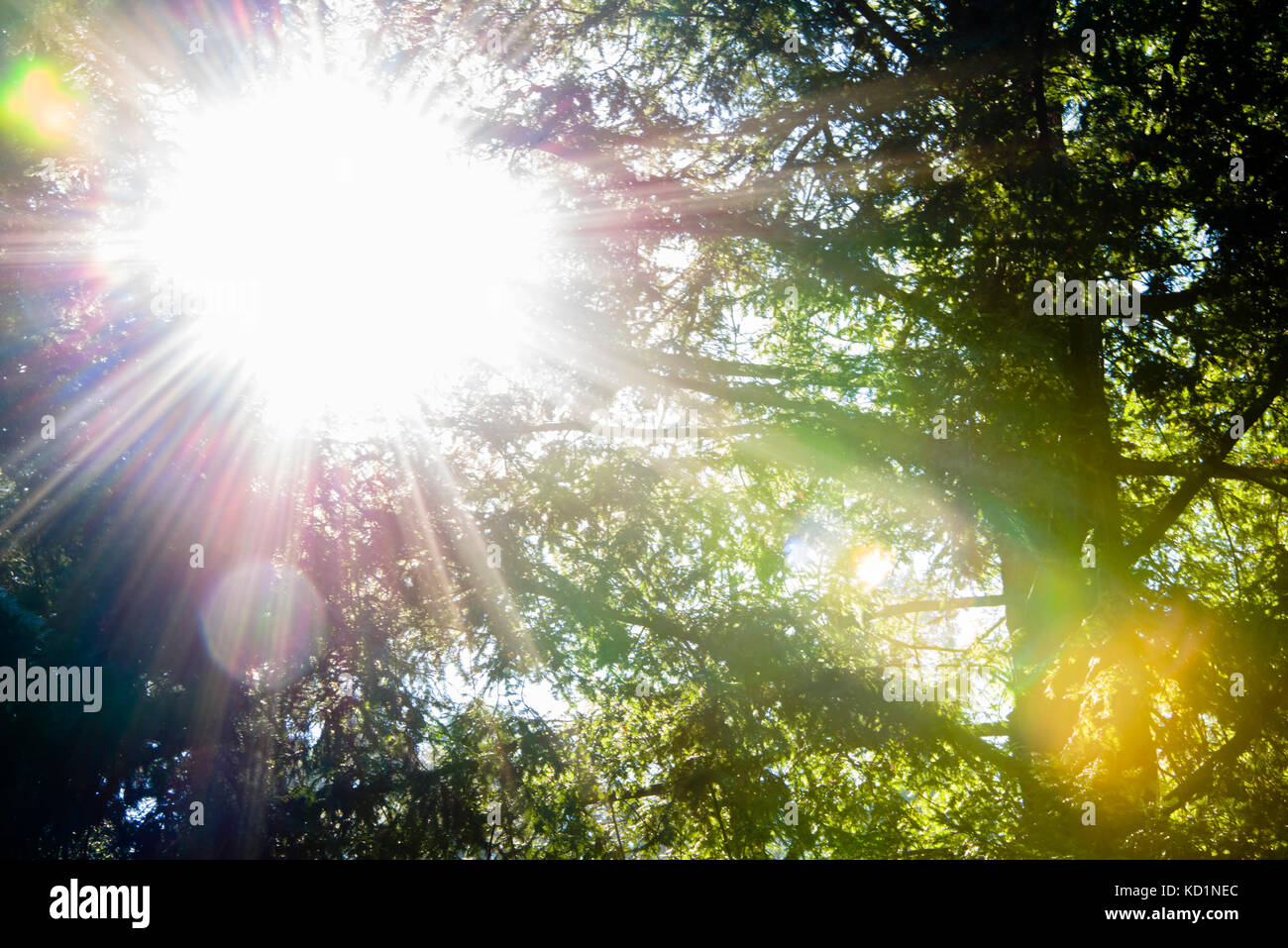 Sunlight through trees with lens flare Stock Photo - Alamy