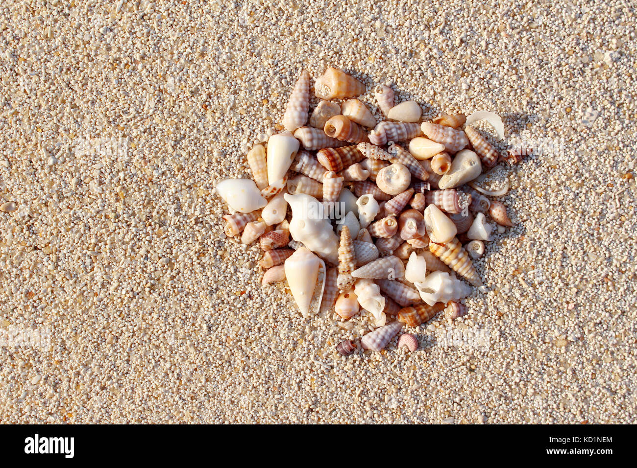 Tiny Sea Shells on Sand, Natural Background Stock Photo - Alamy