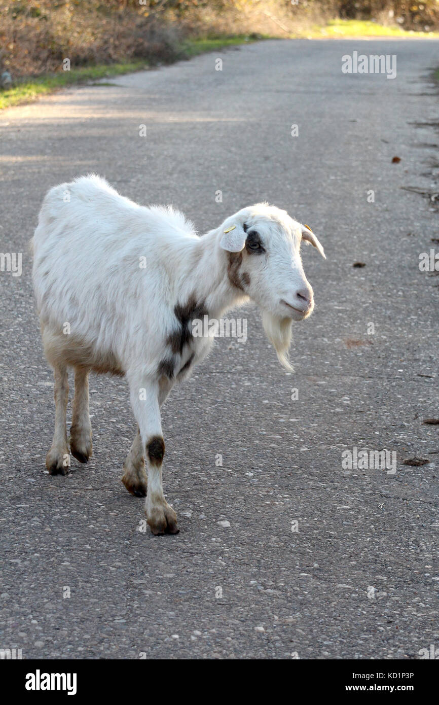 picture of a goats on an asphalt road Stock Photo - Alamy