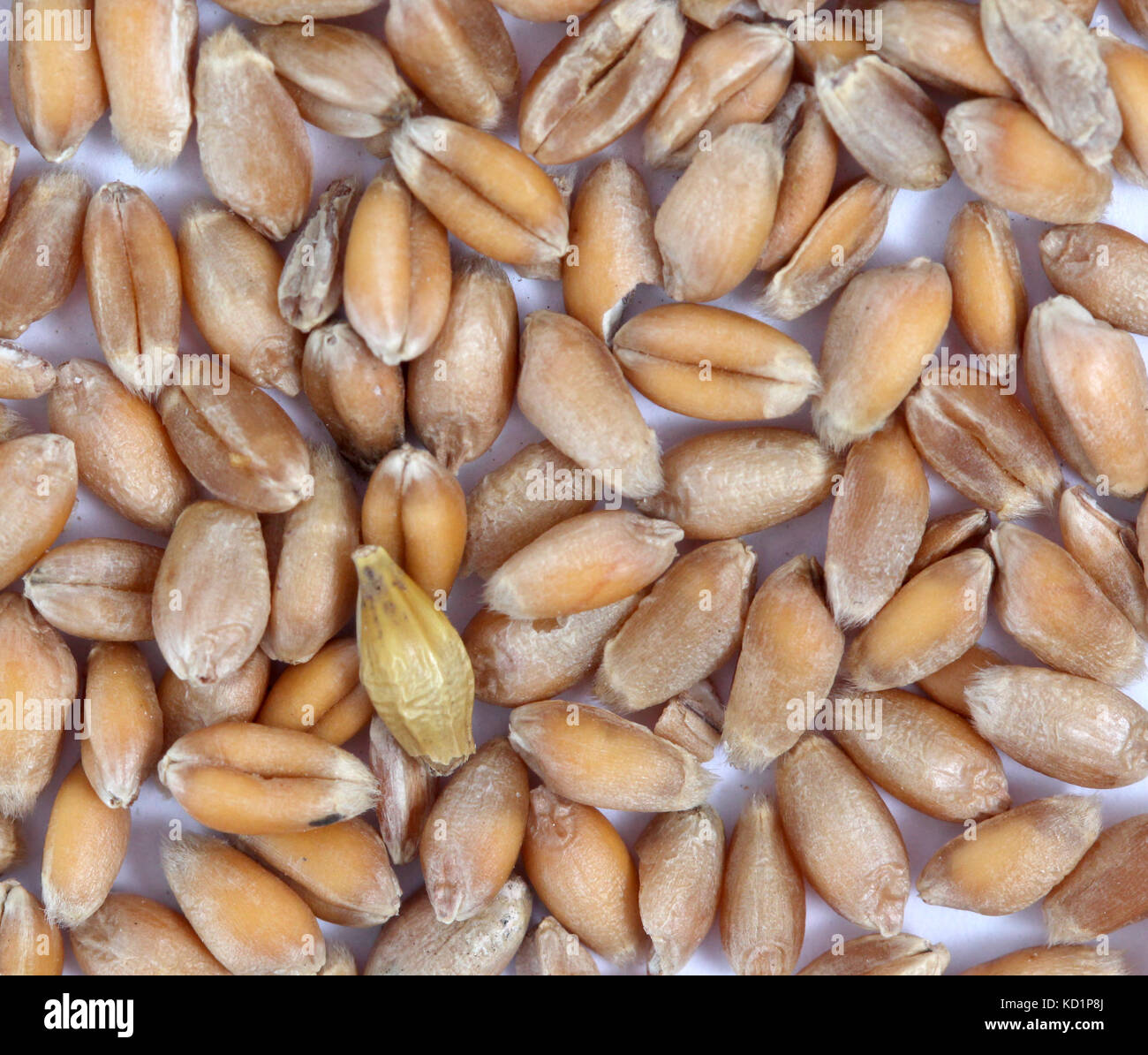 seeds of wheat,top view picture Stock Photo - Alamy