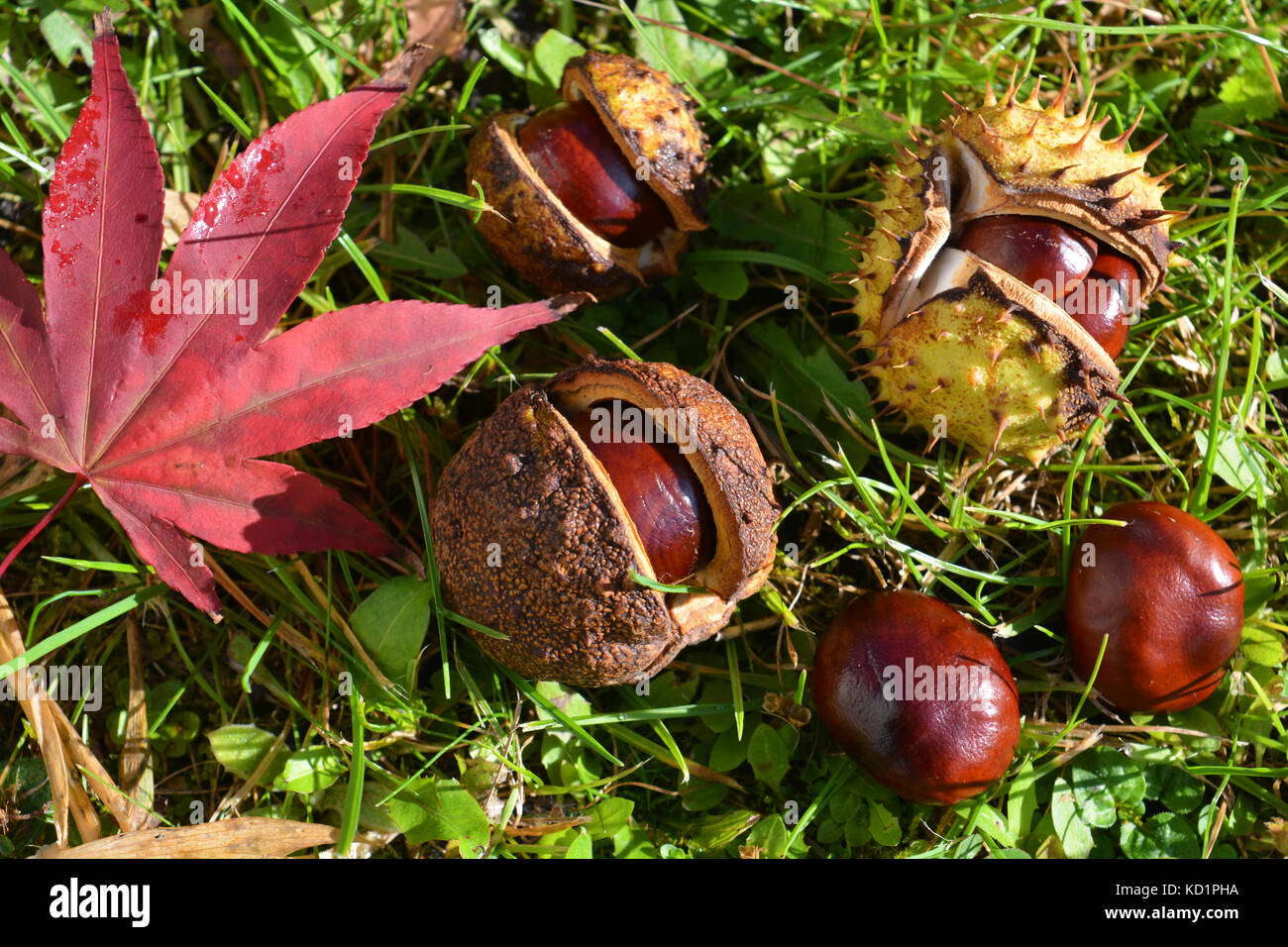 Conkers, European horse-chestnut, Aesculus hippocastanum and a sycamore ...
