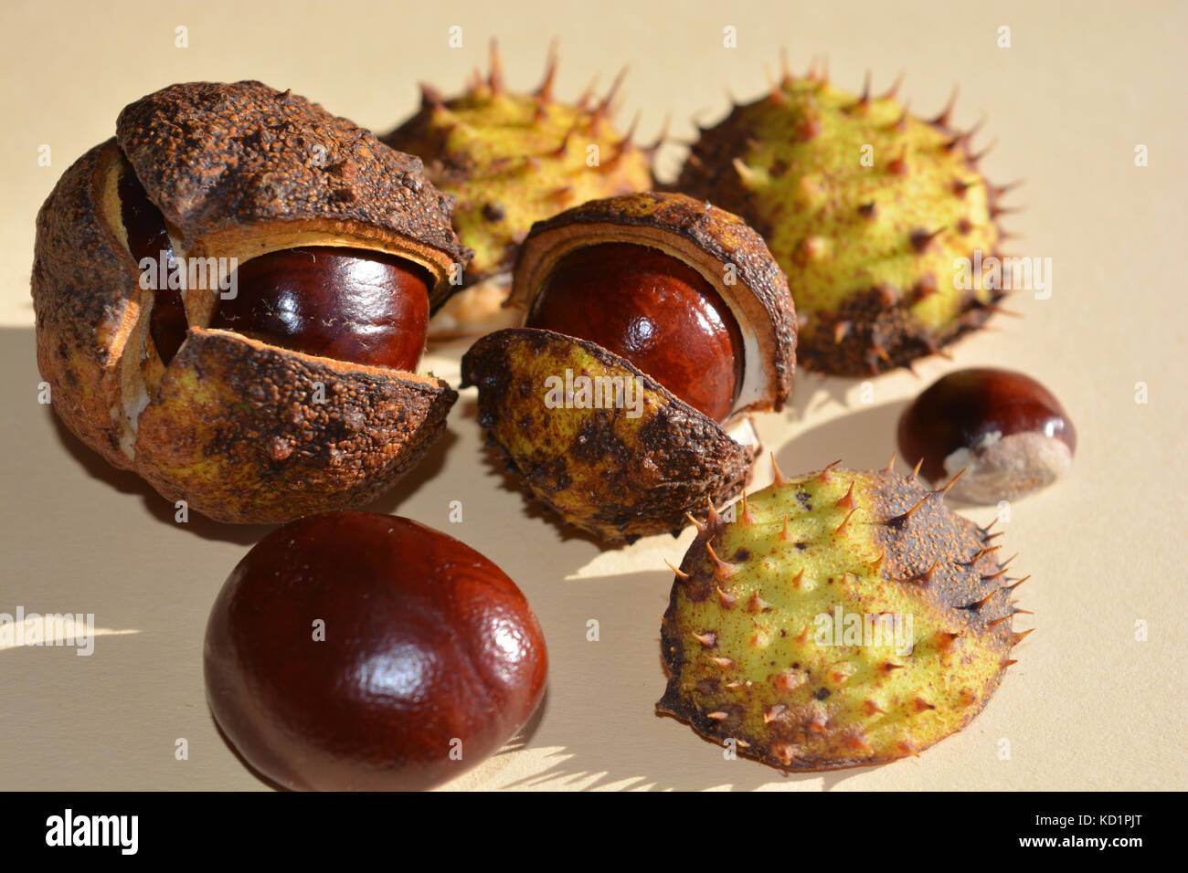 Conkers, European horse-chestnut, Aesculus hippocastanum Stock Photo ...