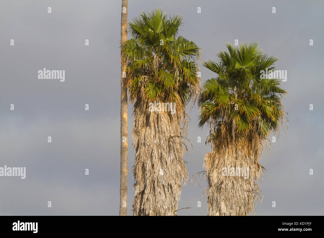 USA, San Jose, Palm Tree Stock Photo - Alamy
