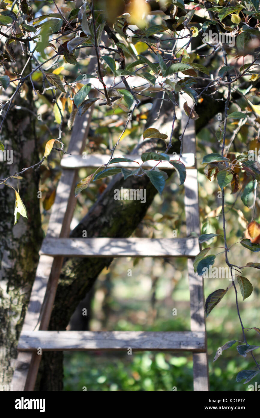 picture of a Ladder in Orchard in autumn Stock Photo - Alamy