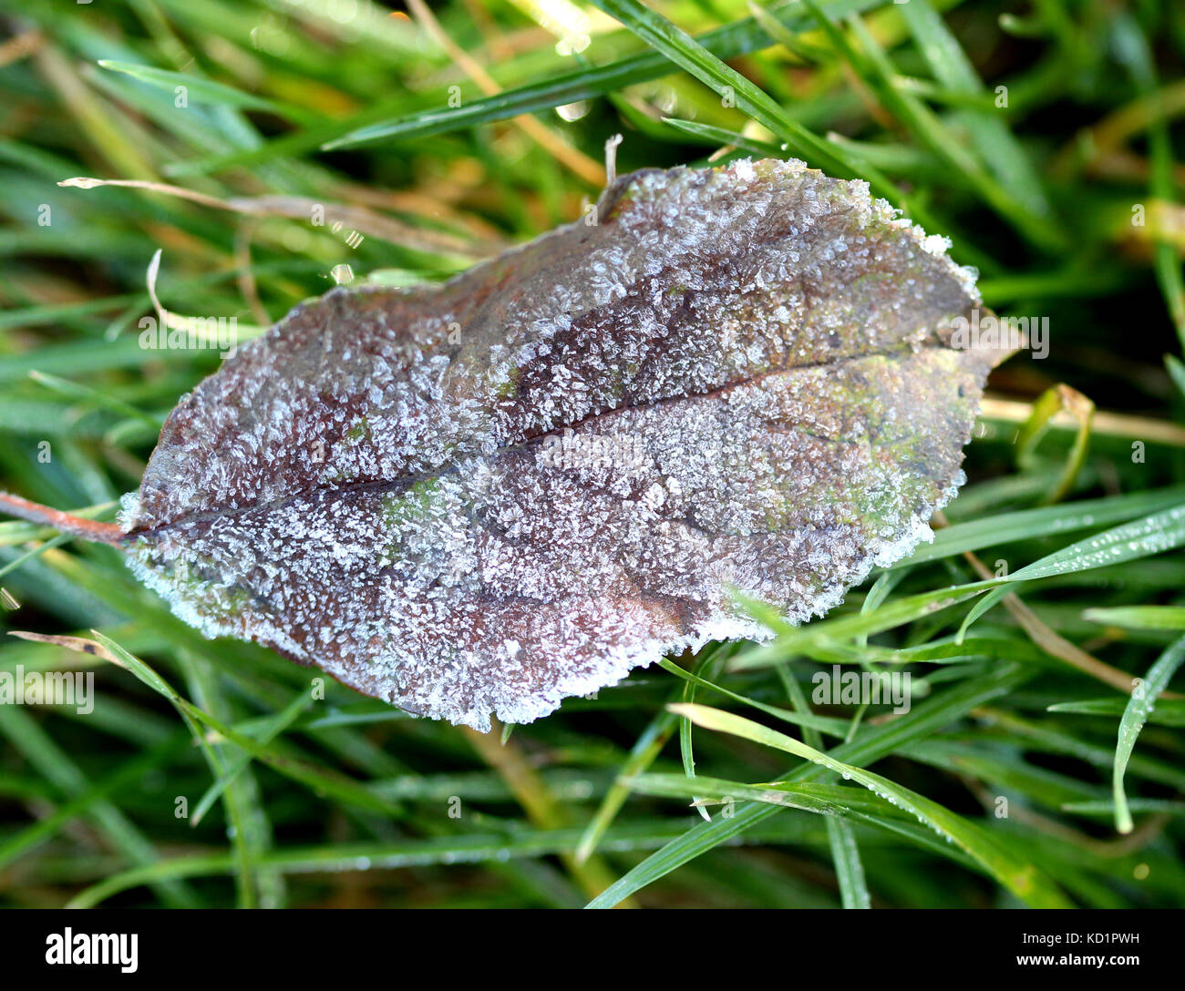 picture of a november morning frost on a plants Stock Photo - Alamy