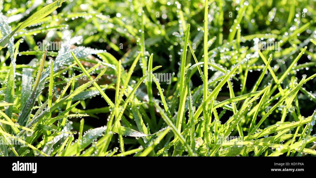 picture of a november morning frost on a plants Stock Photo - Alamy