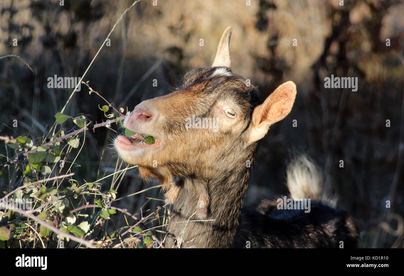 goat grazing wild blackberry bush . domestic and farm animals theme ...