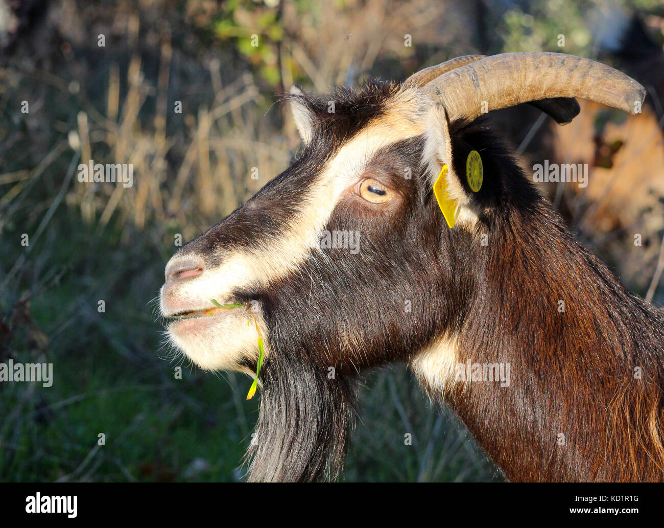 picture of a goat grazing in the field, domestic and farm animals theme ...