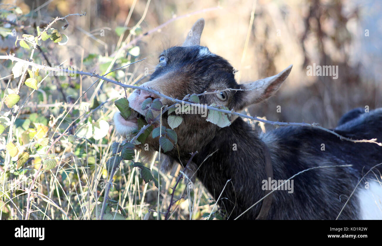 Blackberry bush goat hi-res stock photography and images - Alamy
