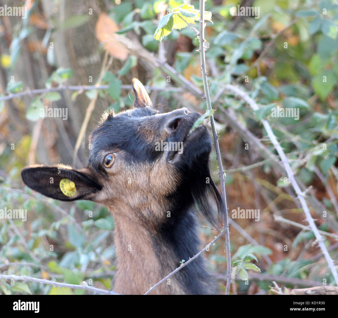goat grazing wild blackberry bush . domestic and farm animals theme ...