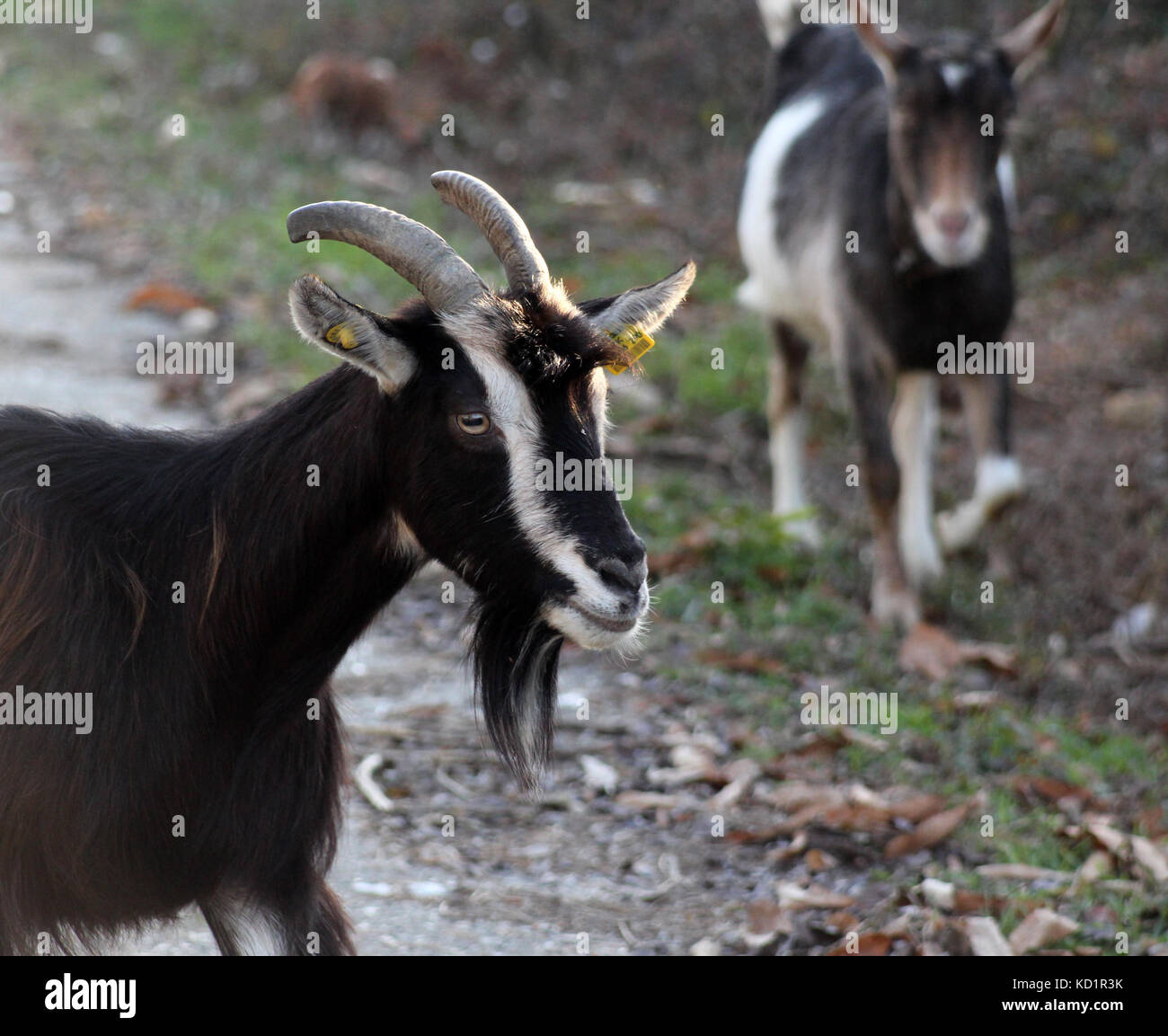 Picture young goat domestic hi-res stock photography and images - Alamy
