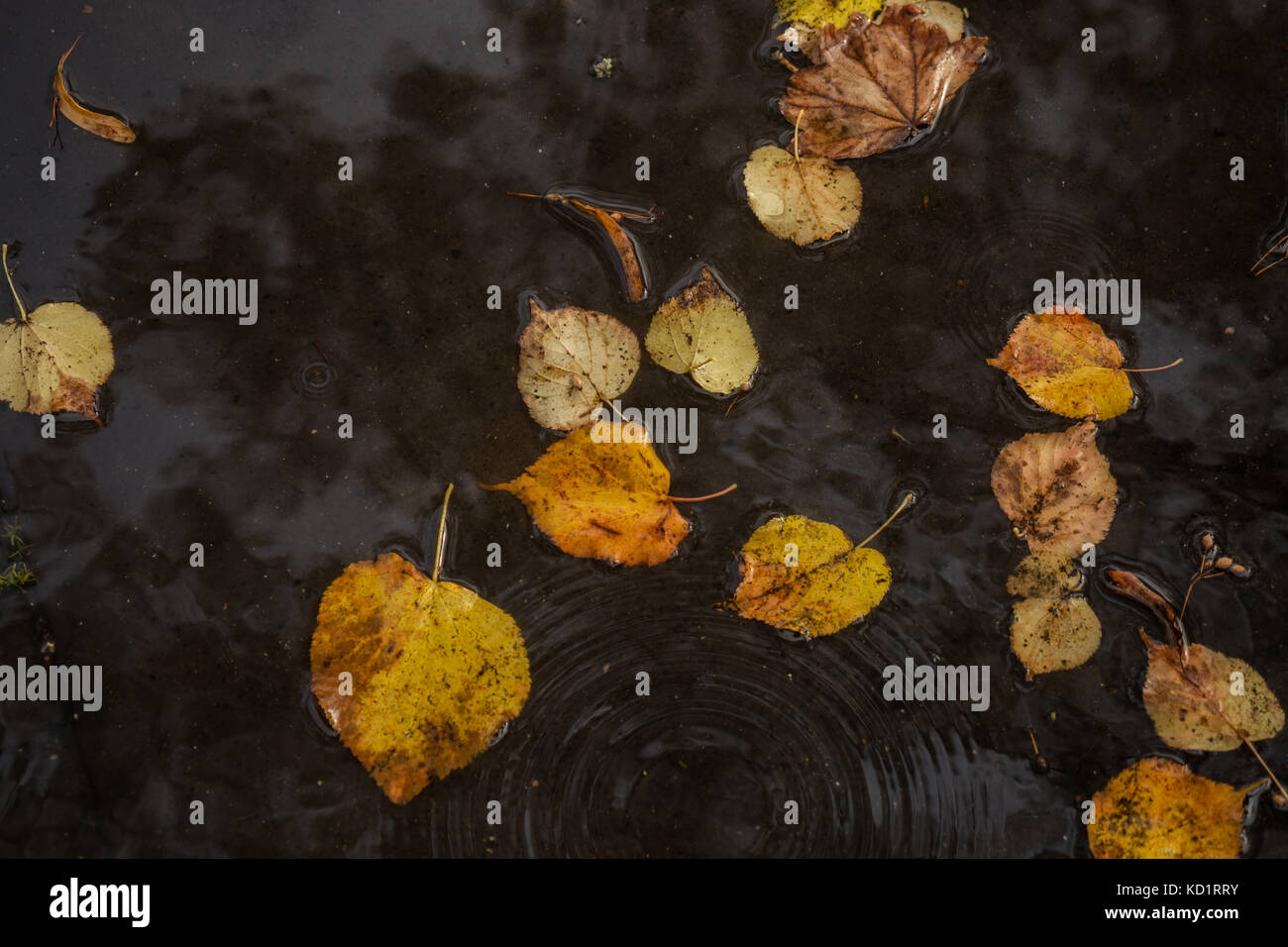 Droplet of water in puddle hi-res stock photography and images - Alamy