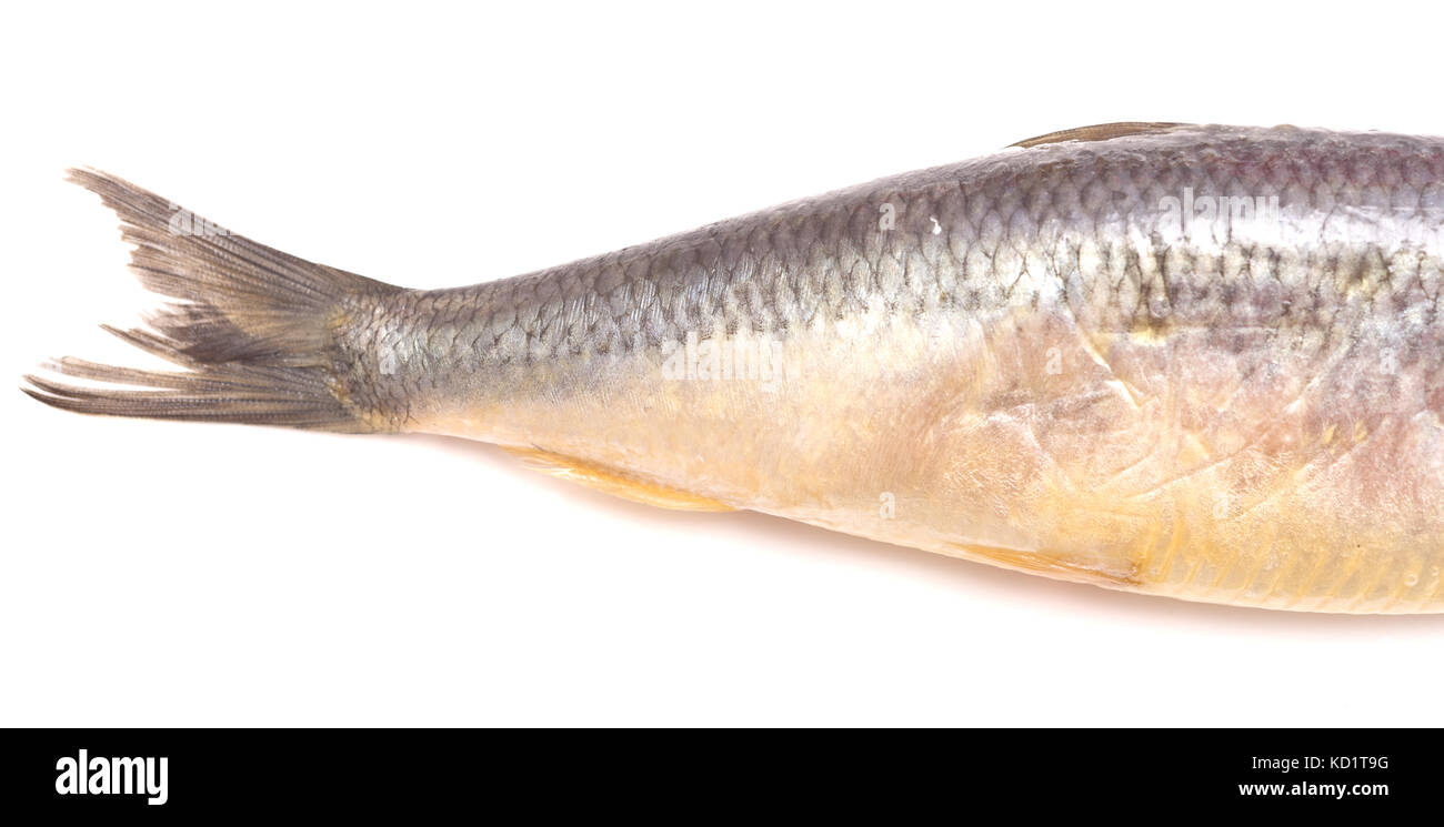 herring tail isolated on white background Stock Photo - Alamy