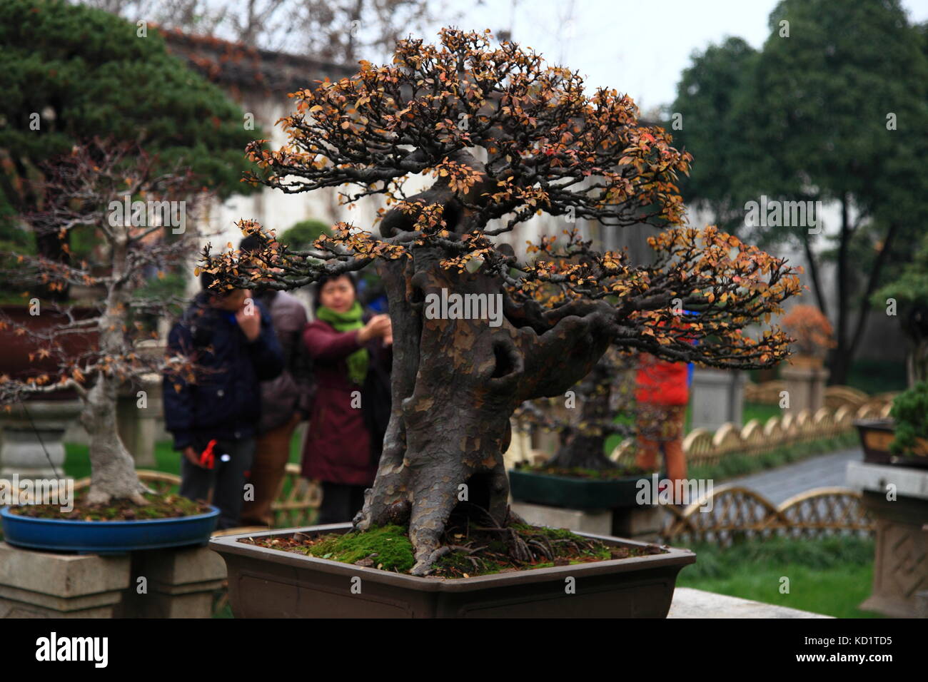 Chinese ornamental greenery hi-res stock photography and images - Alamy