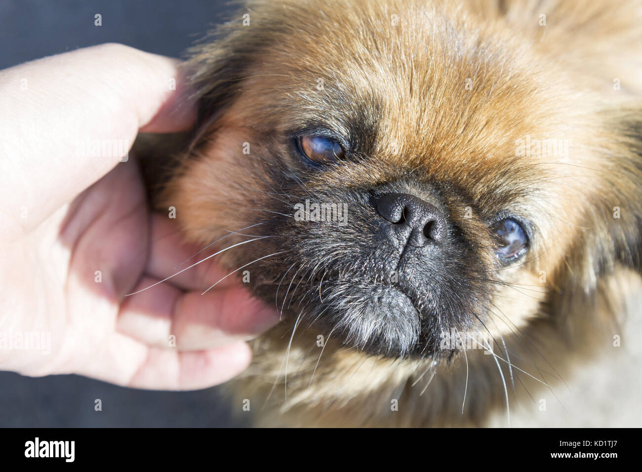 Yorkie close up of face hi-res stock photography and images - Alamy