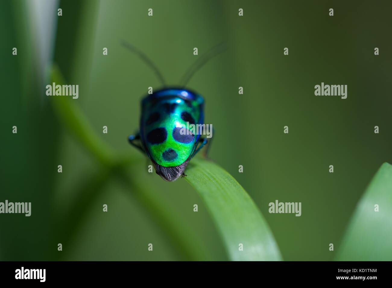 Black dots bug hi-res stock photography and images - Alamy