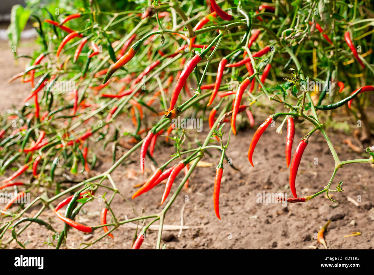 Red bitter chili pepper on a tree Stock Photo - Alamy