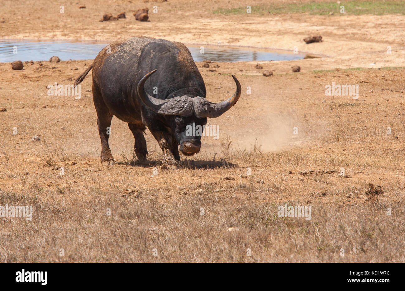 Cape Buffalo Charge High Resolution Stock Photography and Images - Alamy