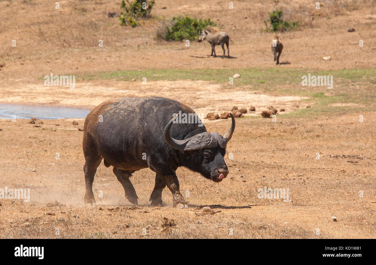 Cape buffalo charge hi-res stock photography and images - Alamy