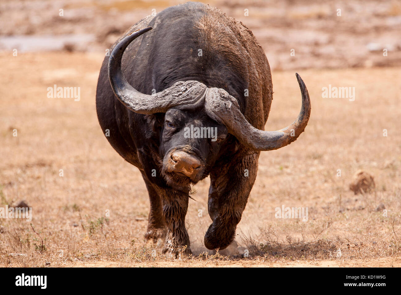 Charging buffalo africa hi-res stock photography and images - Alamy