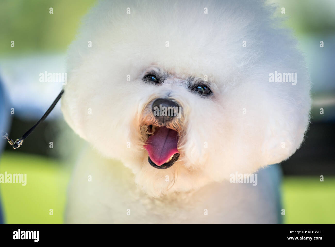 A small Dog Bichon Frise with a white coat ready for show Stock Photo ...