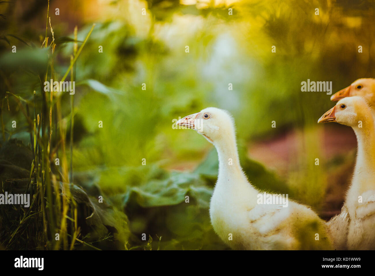 Five young goose together sit in the grass Stock Photo - Alamy