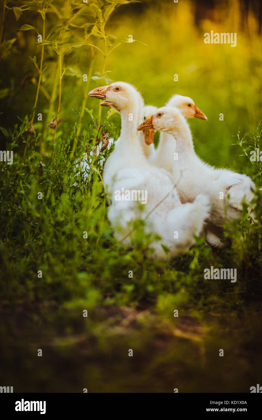 Young brother sister playing together hi-res stock photography and ...