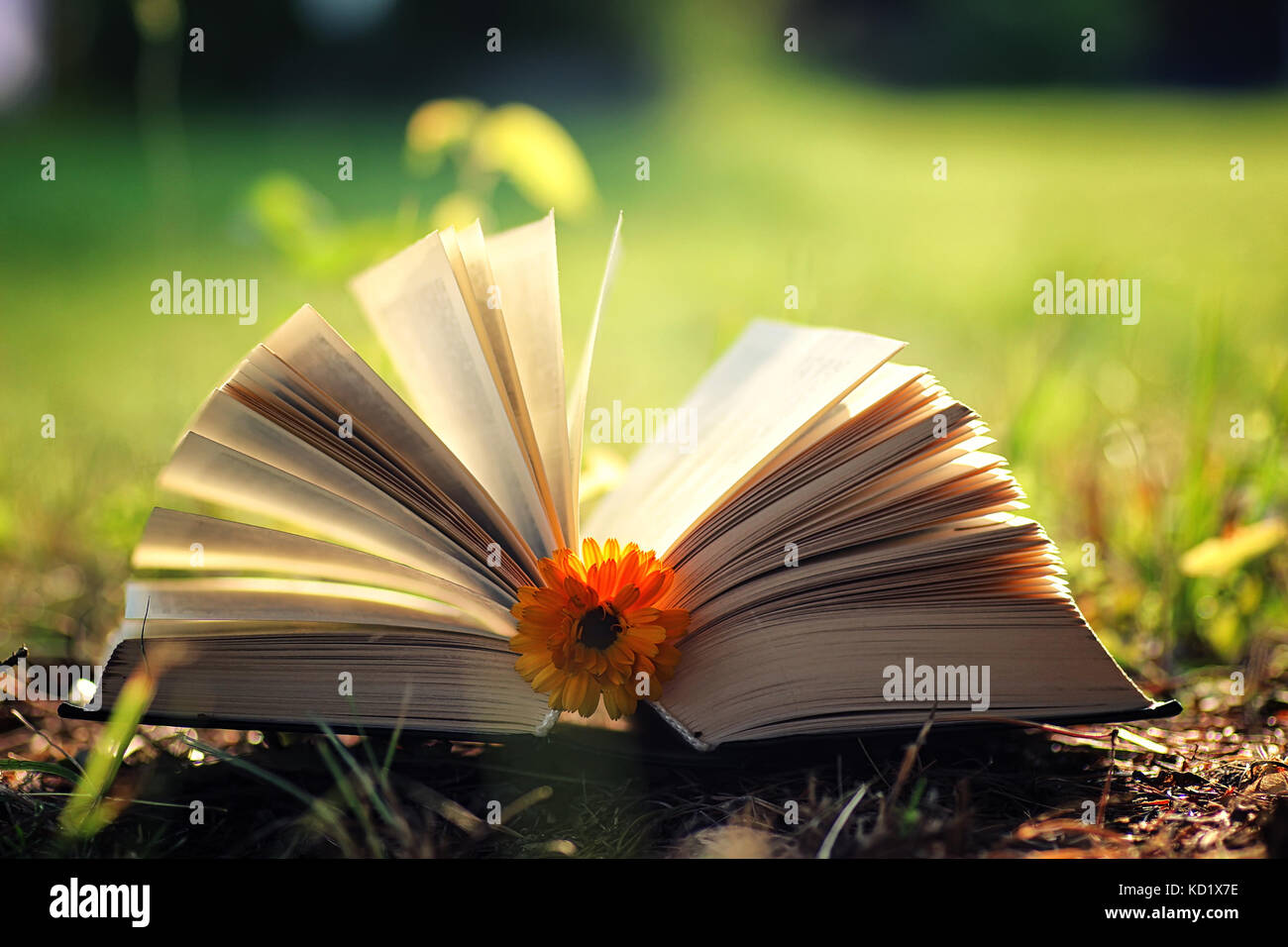open book with flower on grass Stock Photo - Alamy