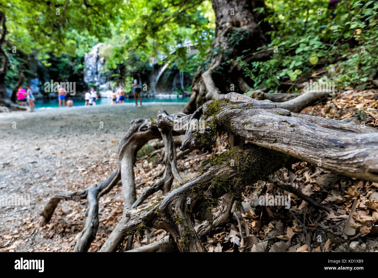 Tree root patterns hi-res stock photography and images - Alamy