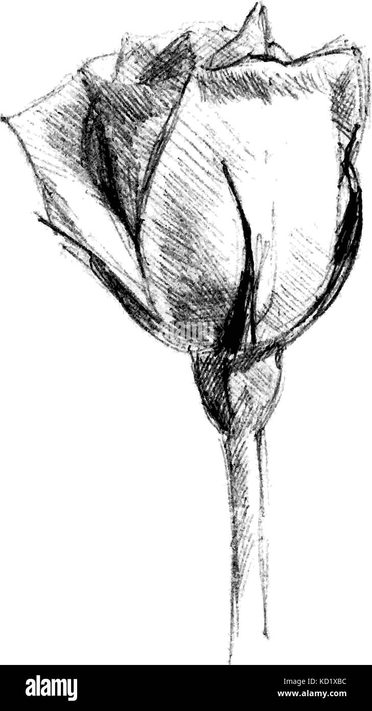 Single rose drawing hi-res stock photography and images - Alamy