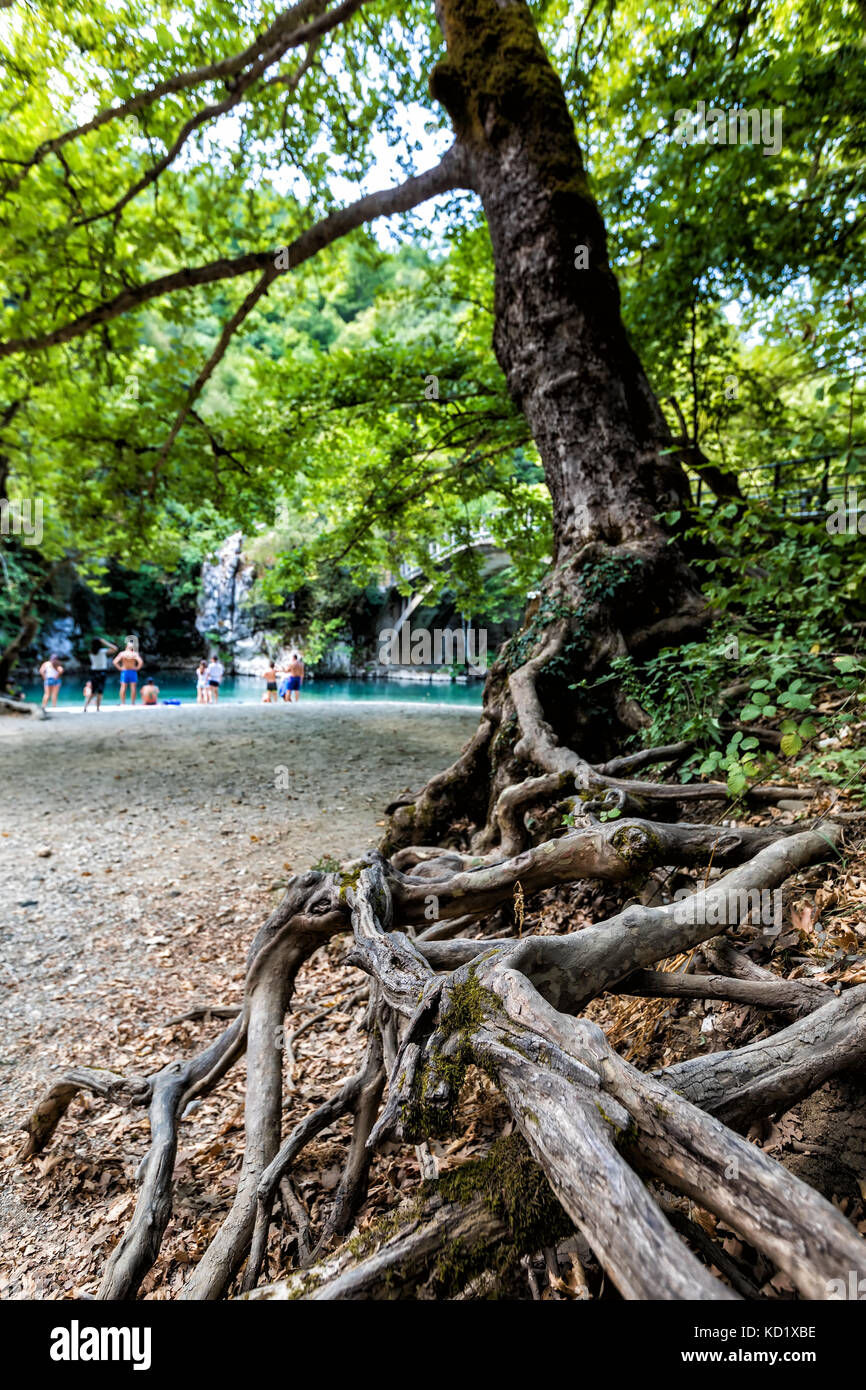 Tree root patterns hi-res stock photography and images - Alamy