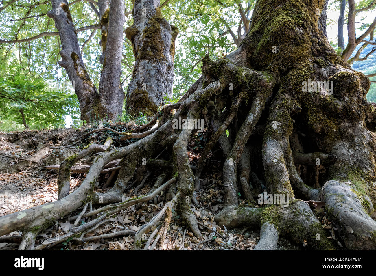 Centenarian greece hi-res stock photography and images - Alamy