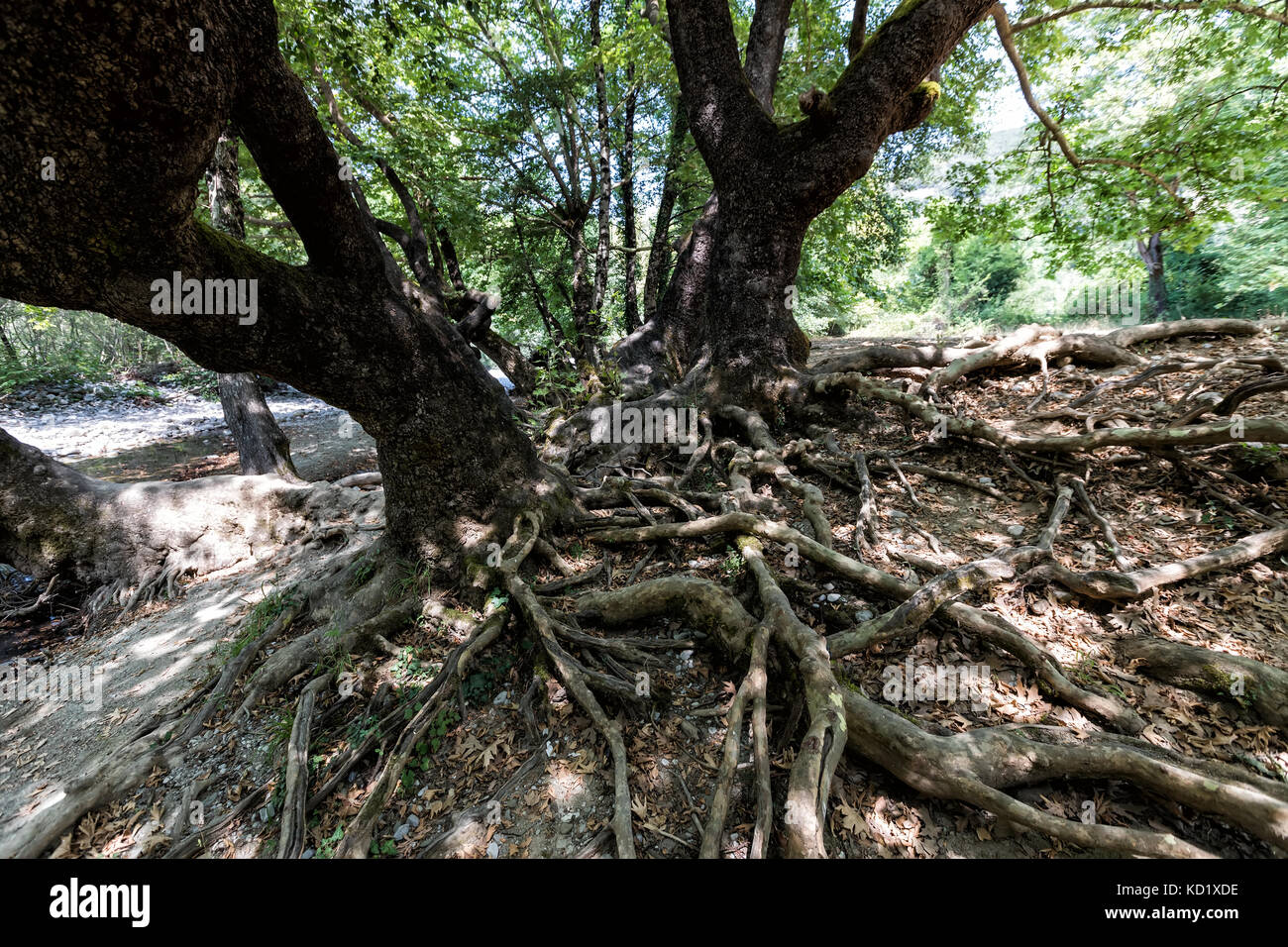 Big wooden trunk hi-res stock photography and images - Alamy