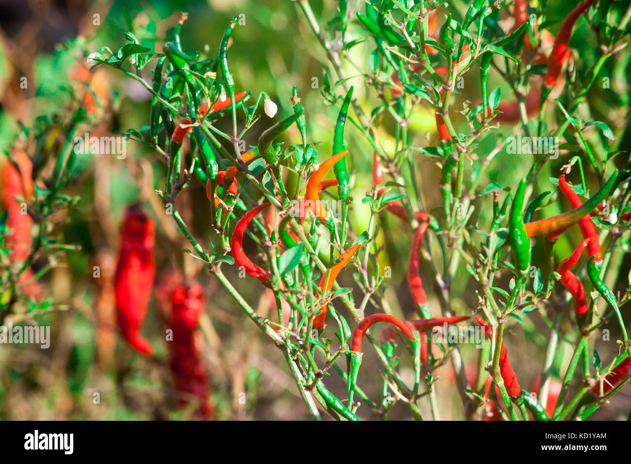 Red bitter chili pepper on a tree Stock Photo - Alamy