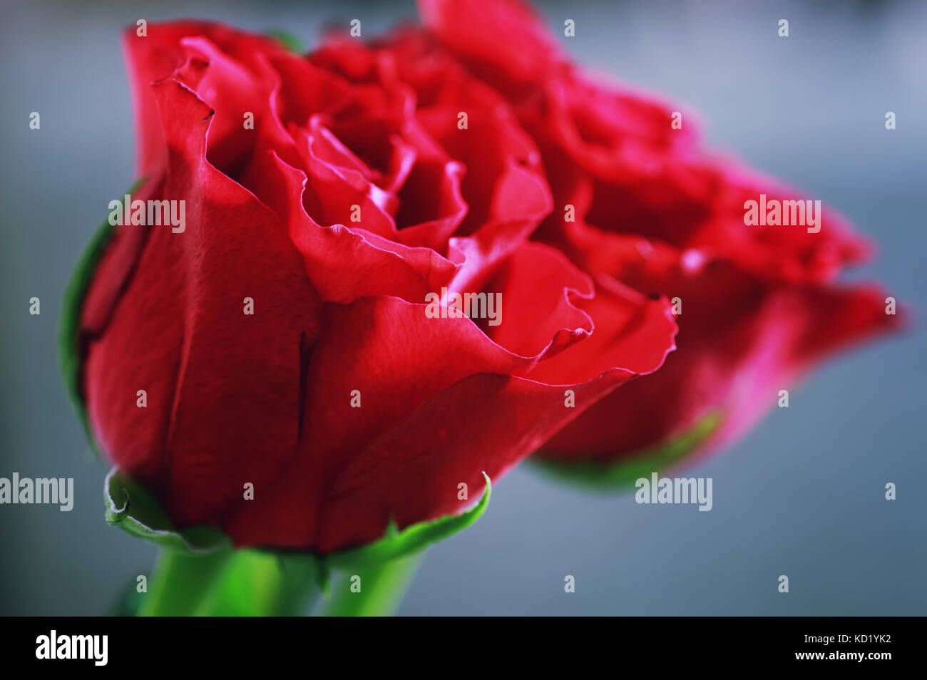 toned red rose bud closeup Stock Photo - Alamy