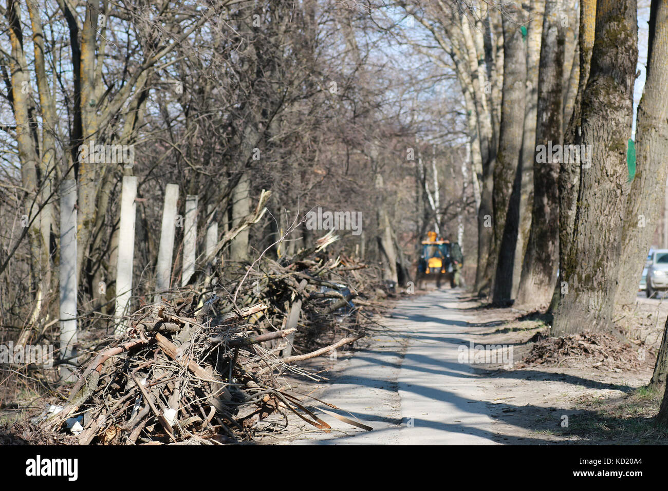 branch trash in the park Stock Photo - Alamy