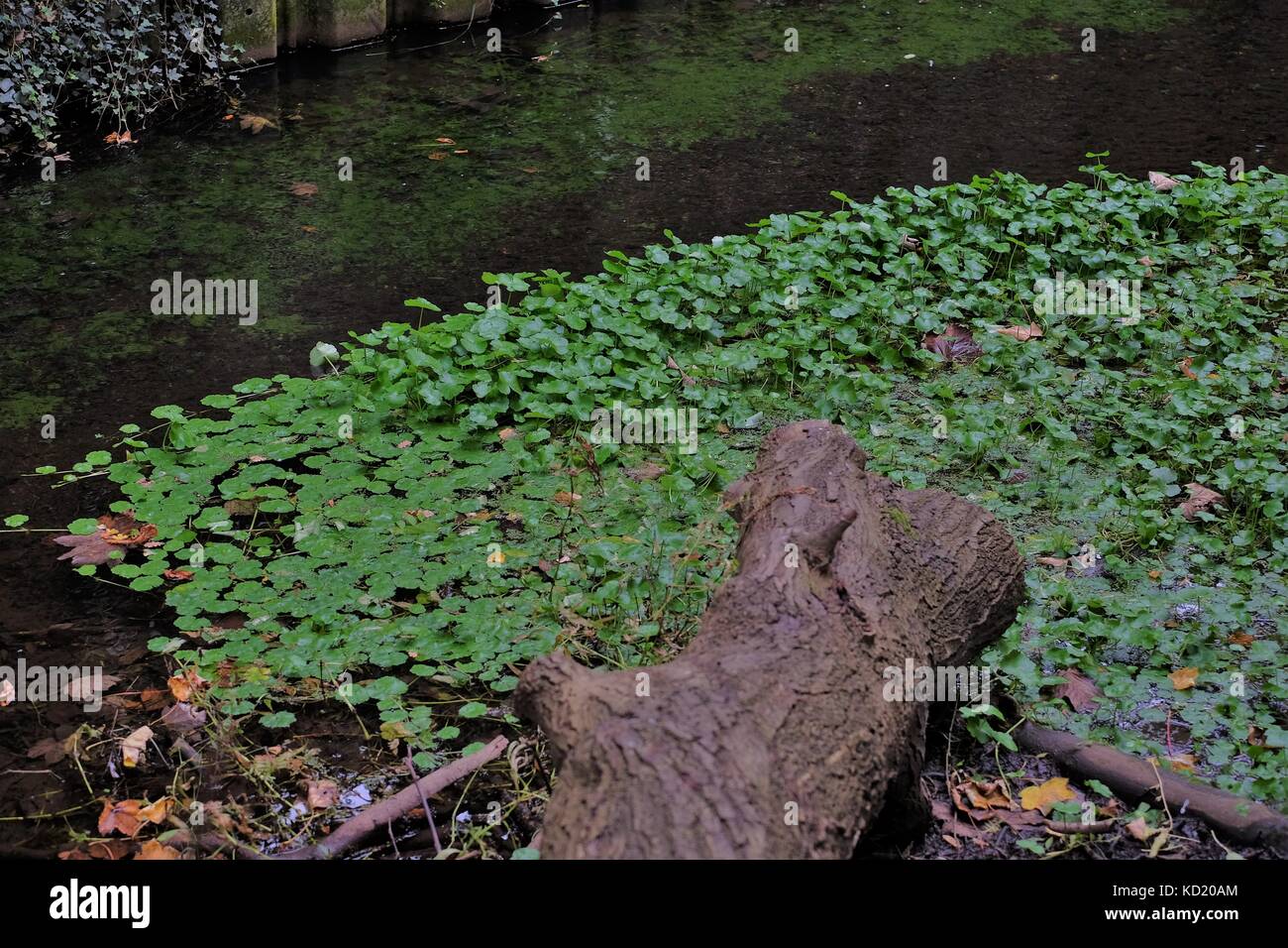 river mole autumn Stock Photo - Alamy