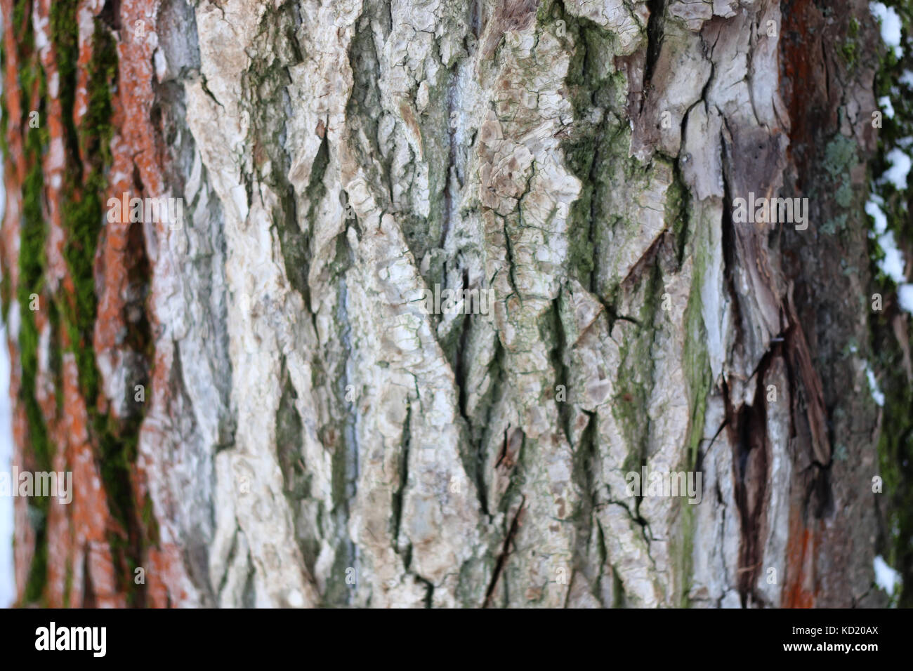 tree bark close-up Stock Photo - Alamy