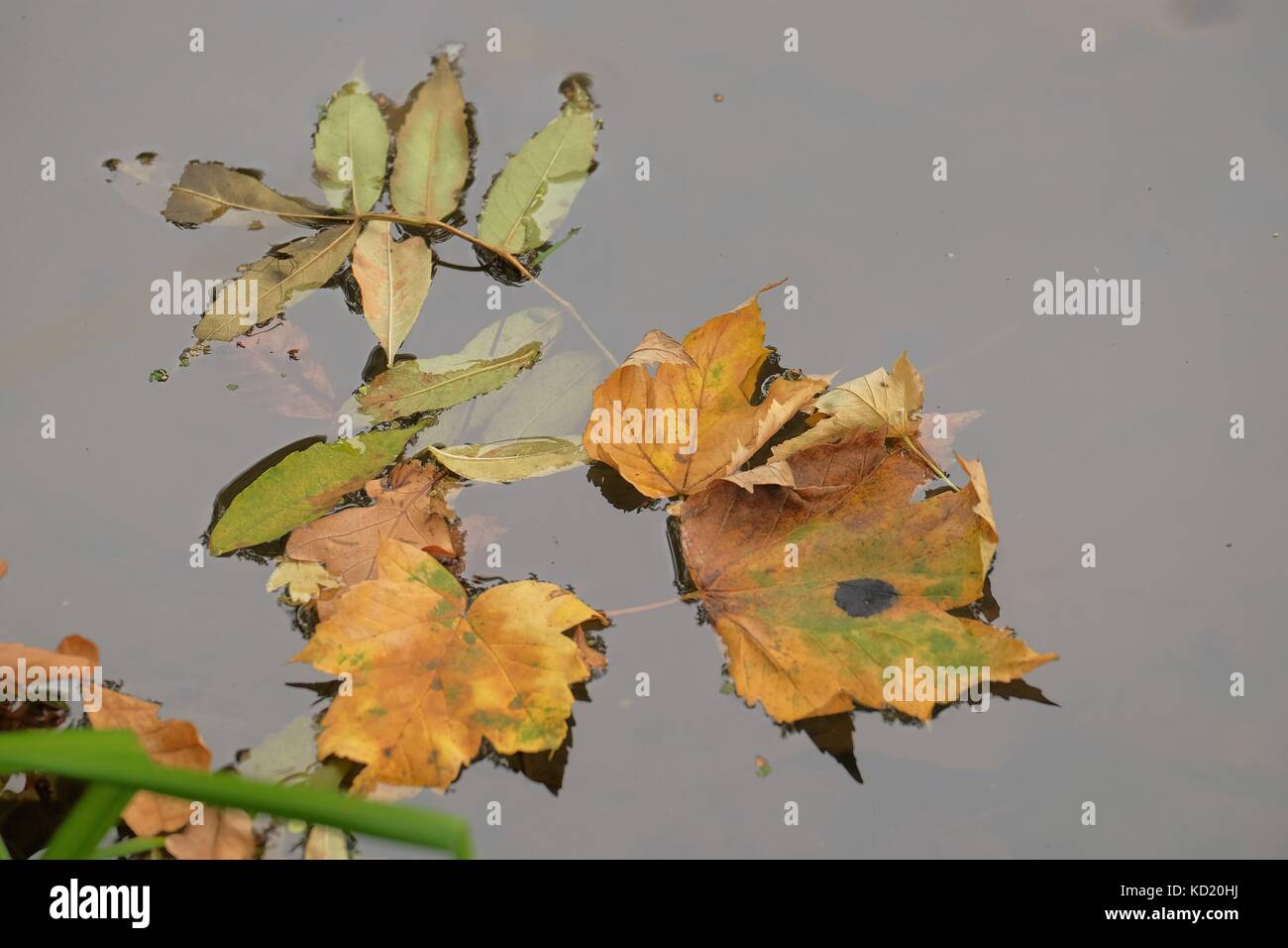 leaves floating on the river Stock Photo - Alamy