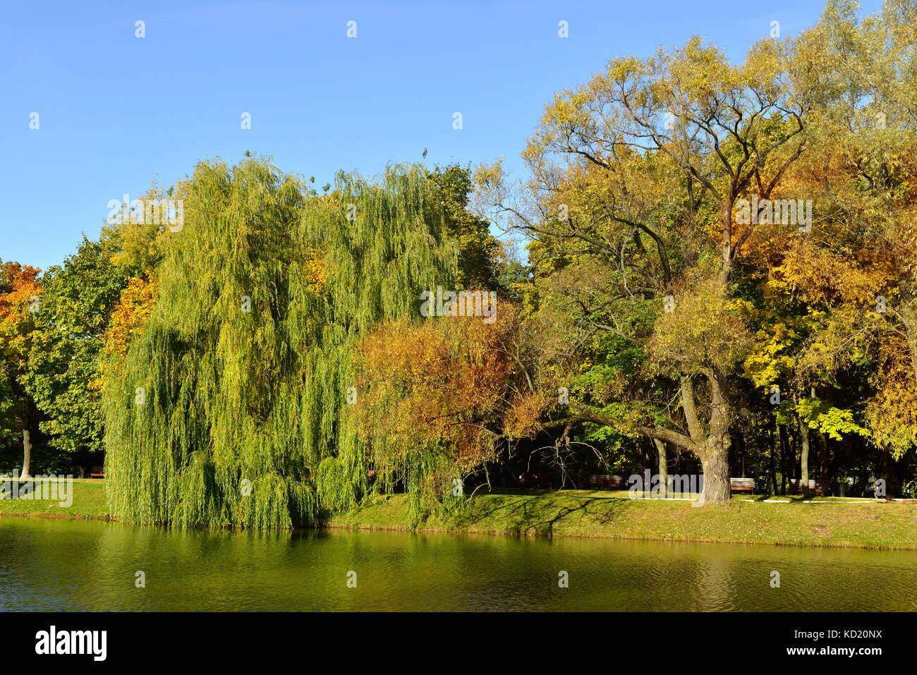 Novodevichy Convent park and pond in bright autumn. Russia Stock Photo ...