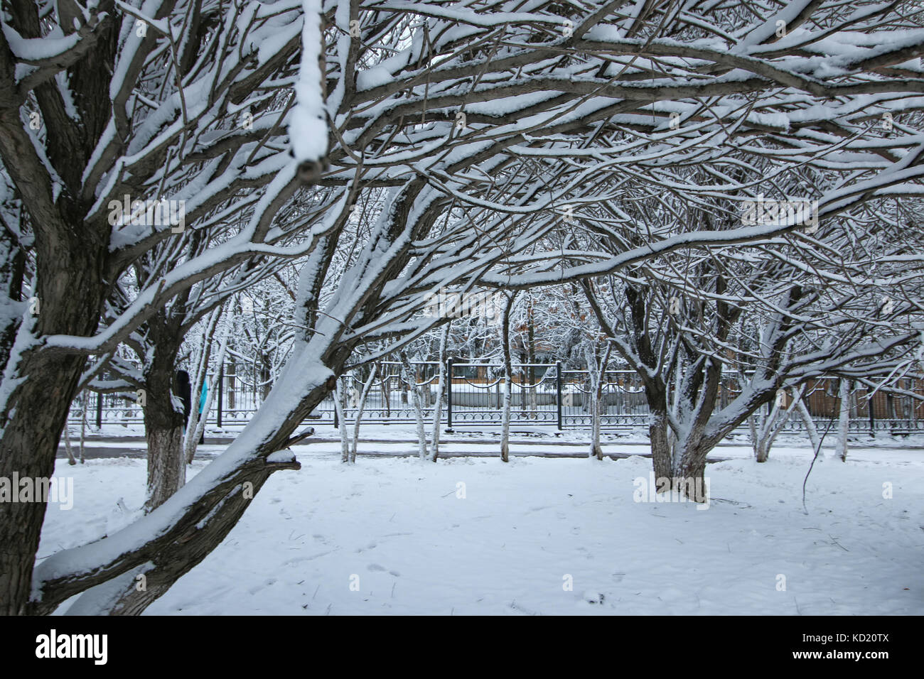 winter snow on tree PARK Stock Photo - Alamy