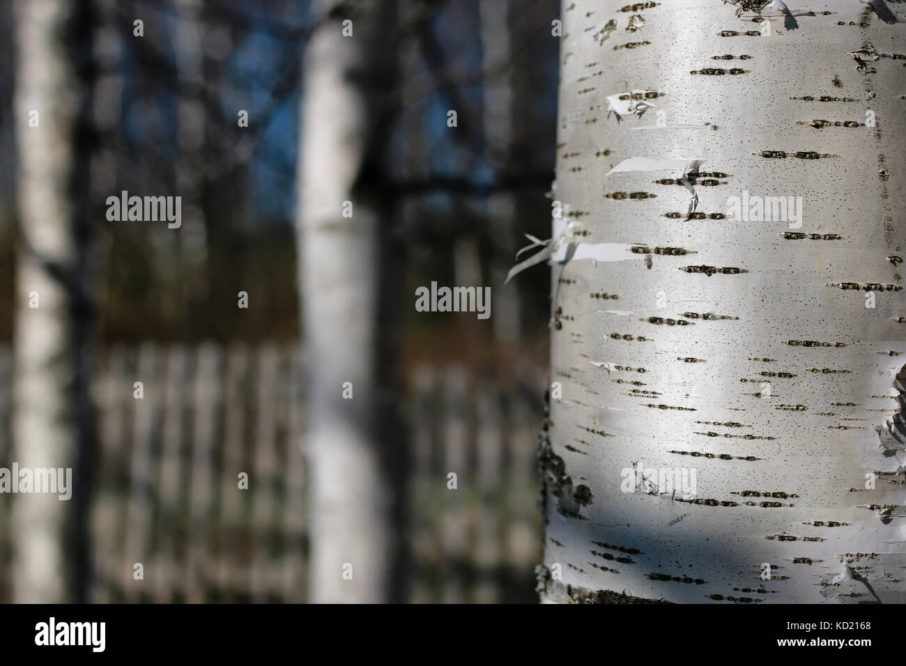 wood texture outdoor Stock Photo - Alamy