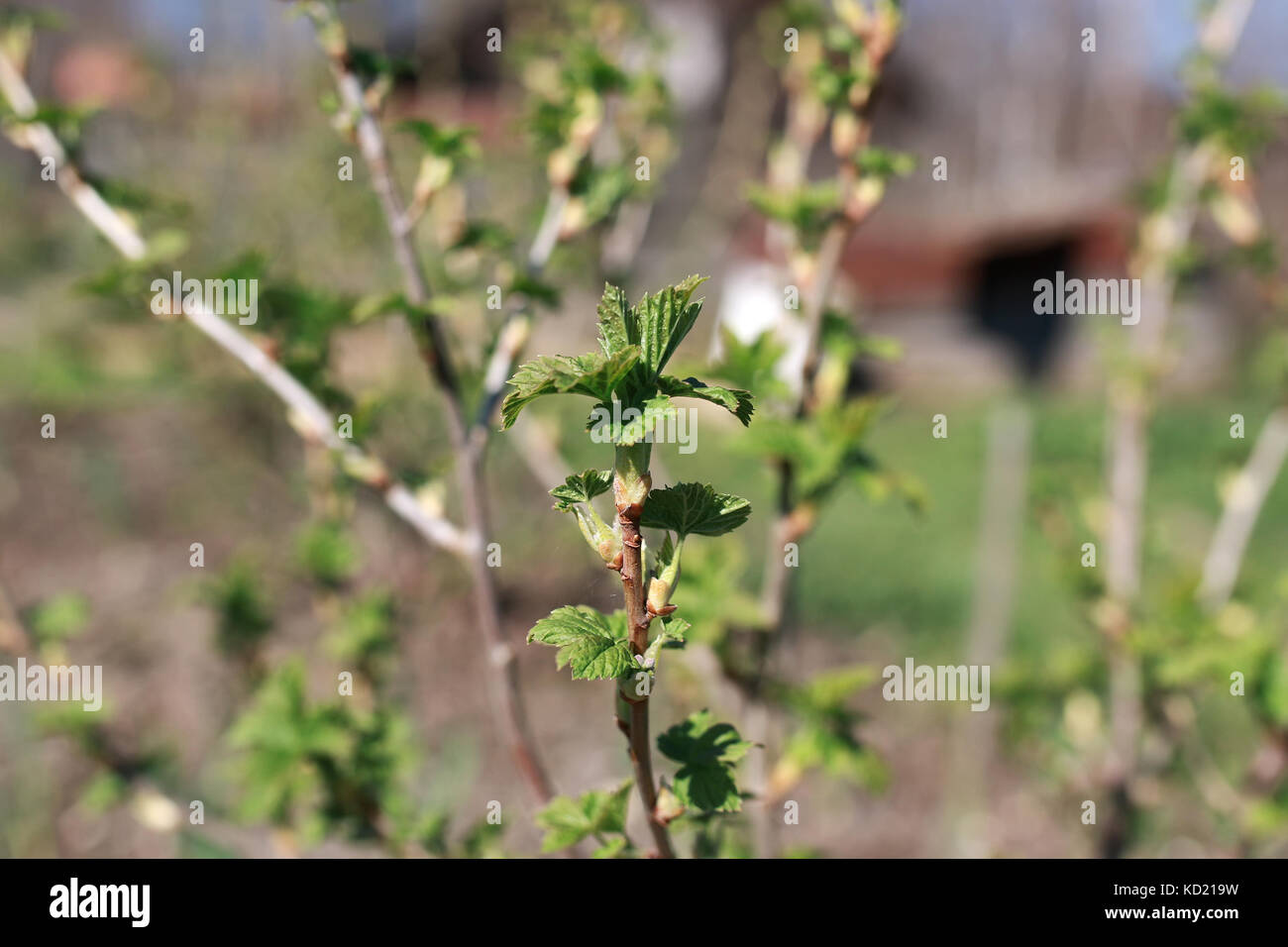 new life in spring brunch of tree Stock Photo - Alamy