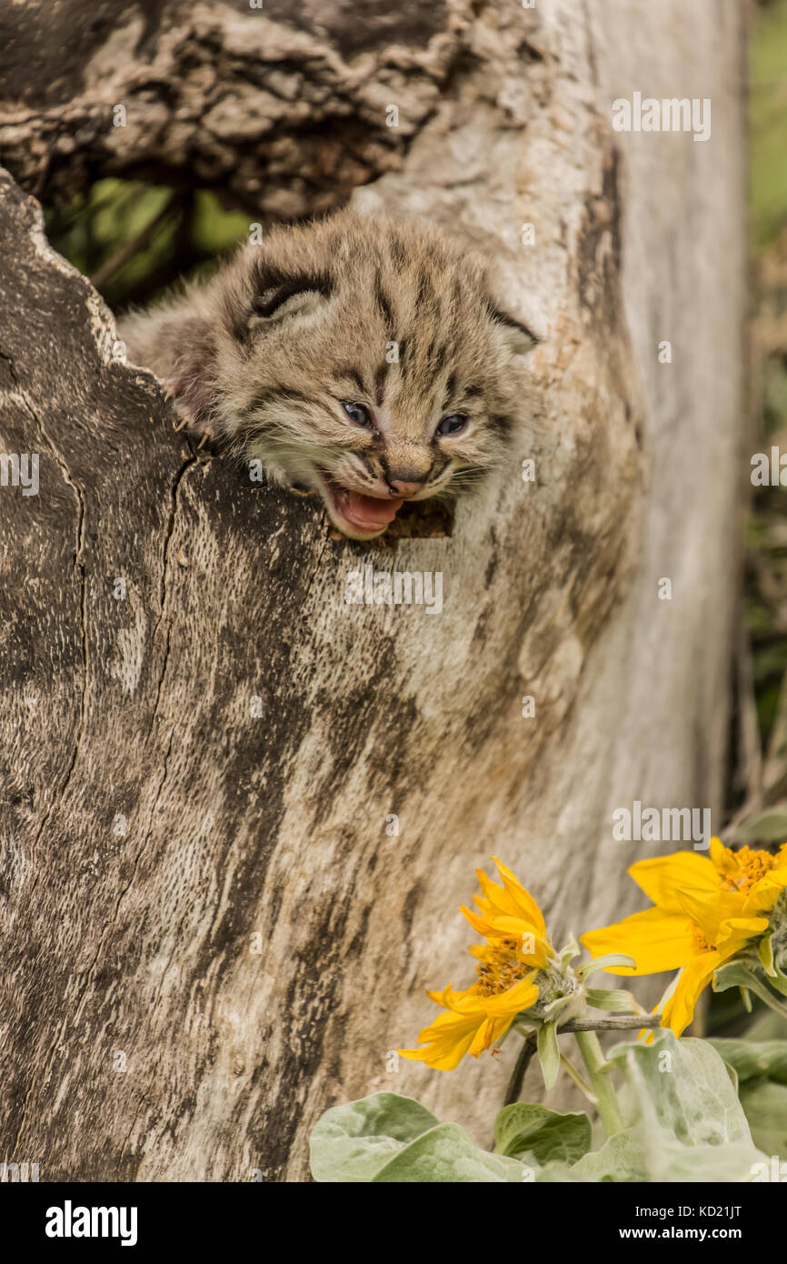 Bobcat in hollow log hi-res stock photography and images - Alamy