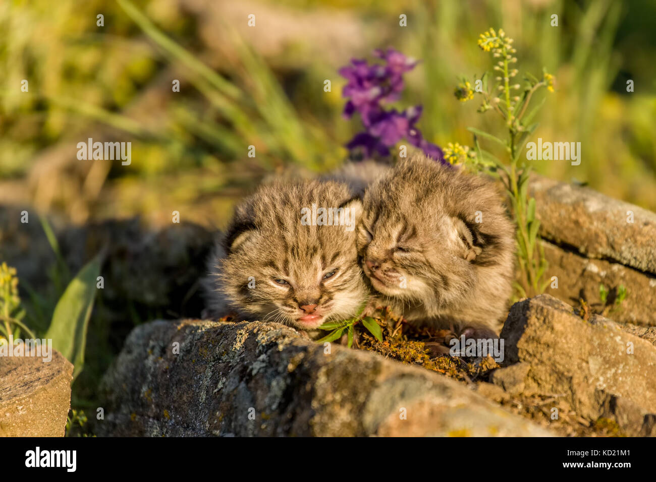 Young bobcat kittens perched on a ledge in springtime, near Bozeman ...