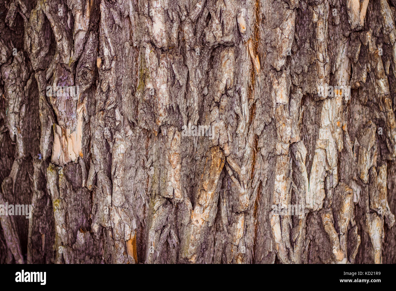 Seamless tree bark background. Brown tileable texture of the old tree ...