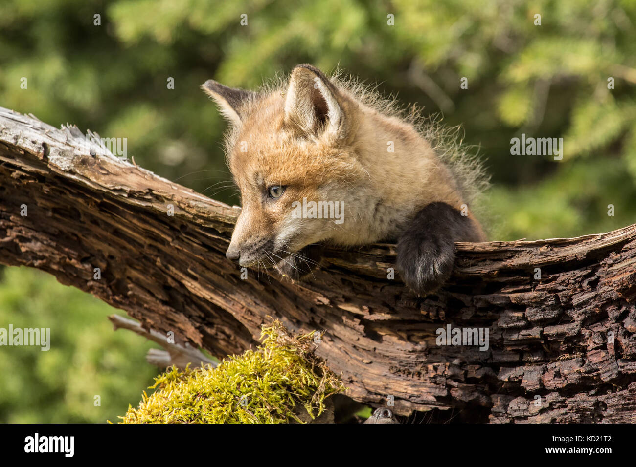 Red Fox kit peering over a log above its den, near Bozeman, Montana ...