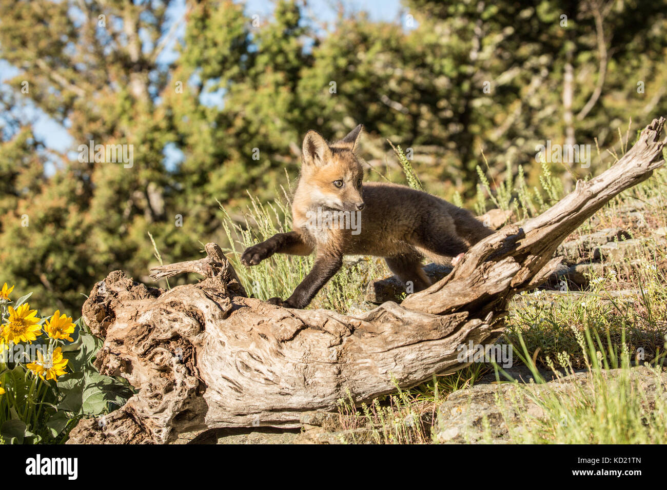 Red fox climbing hi-res stock photography and images - Alamy
