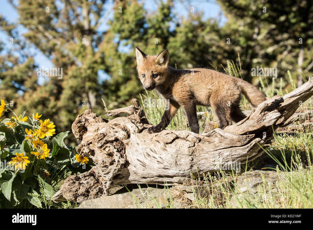 Red fox vulpes climbing and exploring hi-res stock photography and ...
