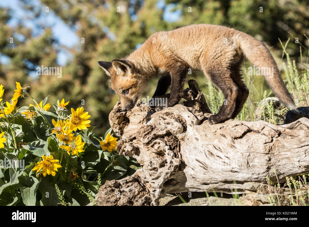 Red Fox kit climbing on a log above its den, near Bozeman, Montana, USA ...